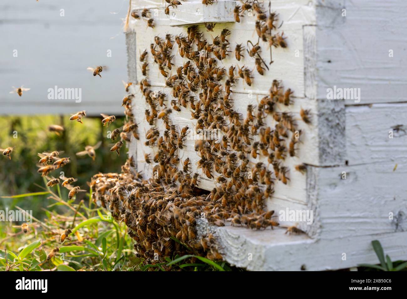 Honey bees flying in and out of commercial beekeeping hives in a ...