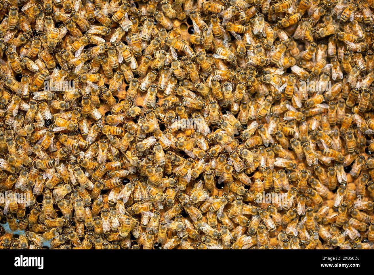 Honey bees on a hive at a honey farm in a mustard field in Shirajdikhan ...