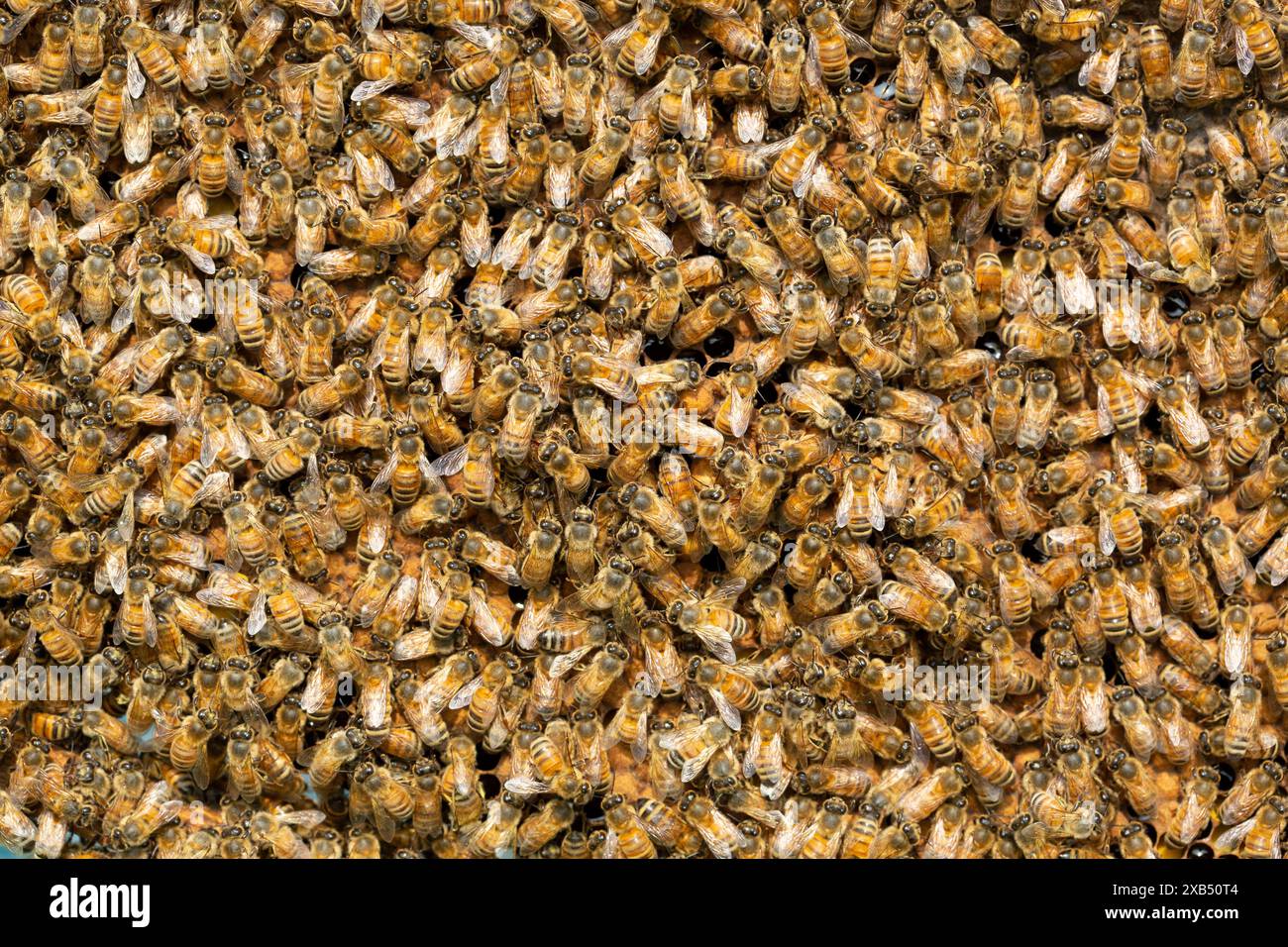 Honey bees on a hive at a honey farm in a mustard field in Shirajdikhan ...