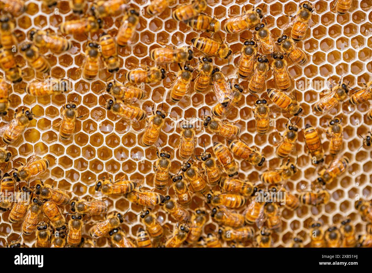 Honey bees on a hive at a honey farm in a mustard field in Shirajdikhan ...