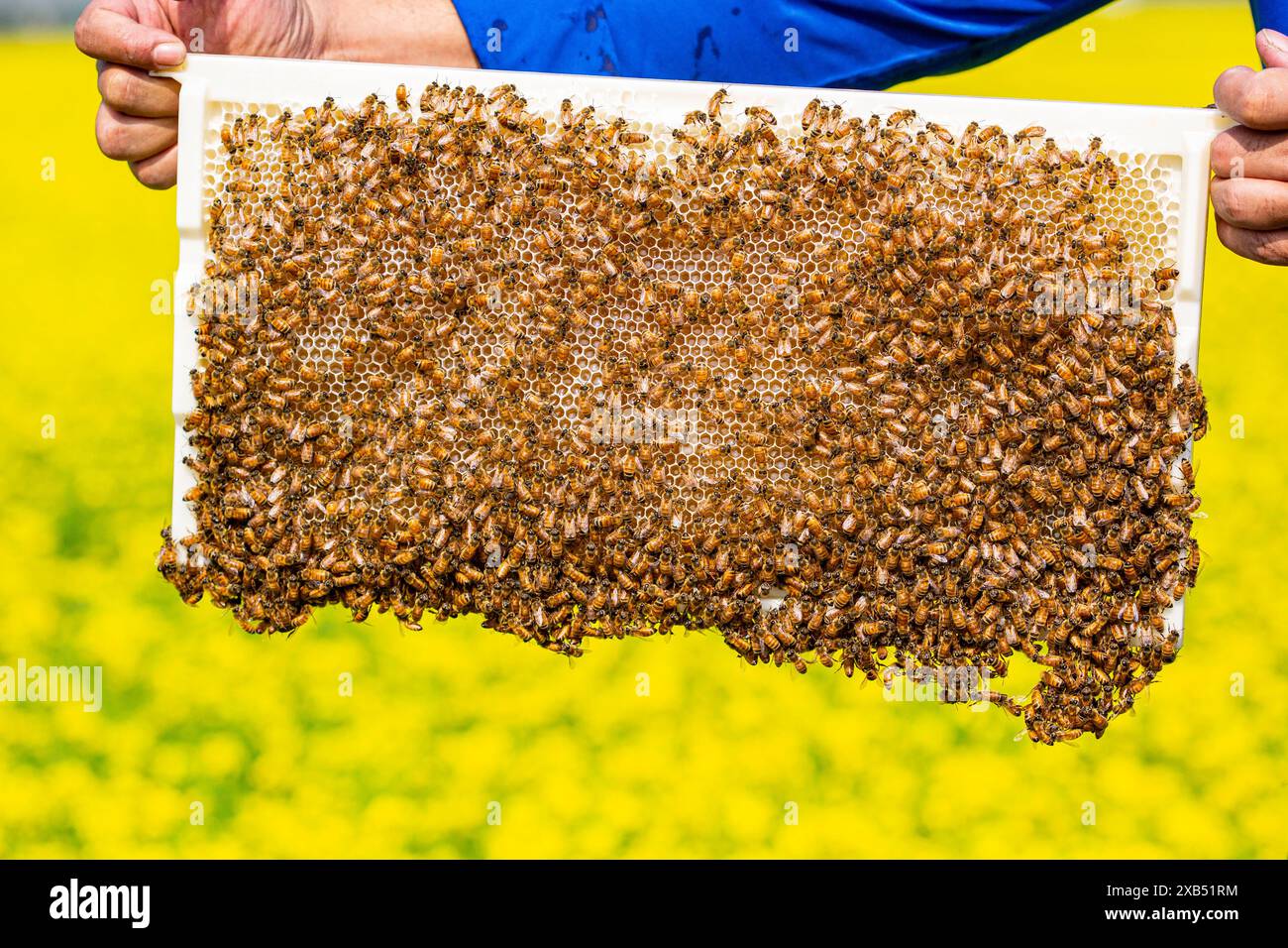 A beekeeper holding a frame filled with capped honey bee brood in a ...