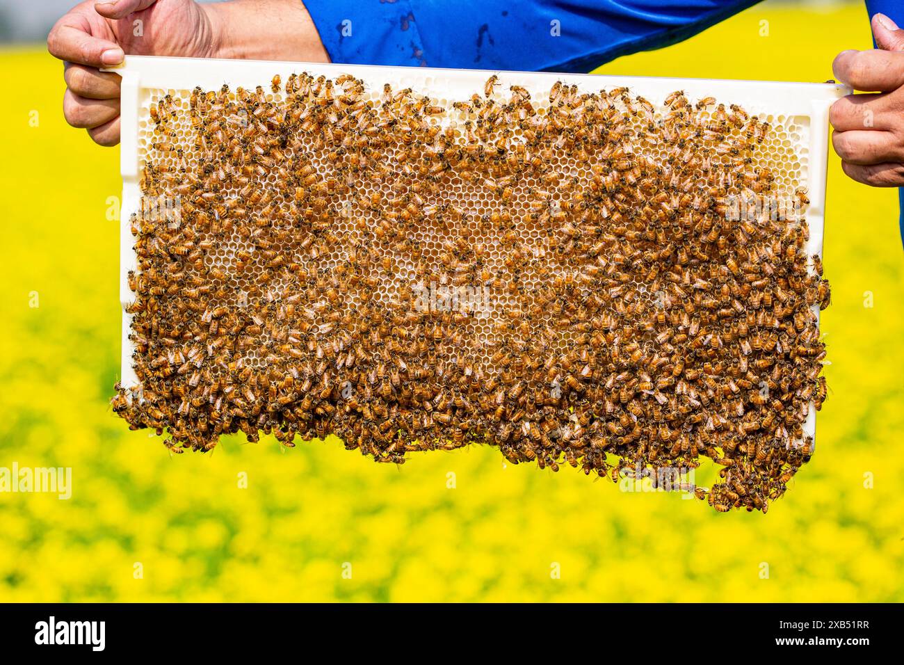 A beekeeper holding a frame filled with capped honey bee brood in a ...