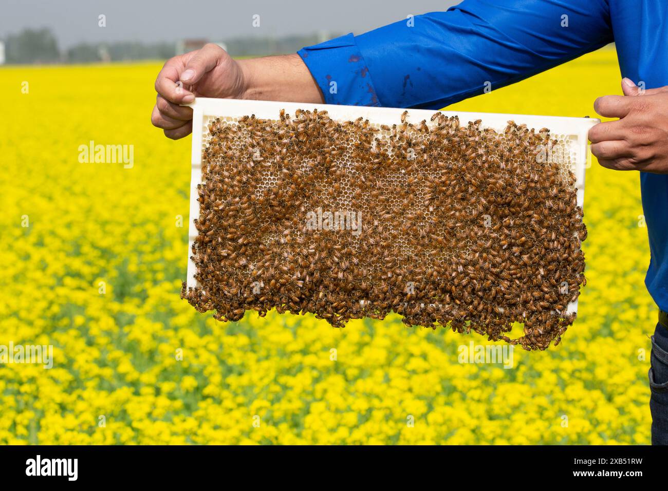 A beekeeper holding a frame filled with capped honey bee brood in a ...