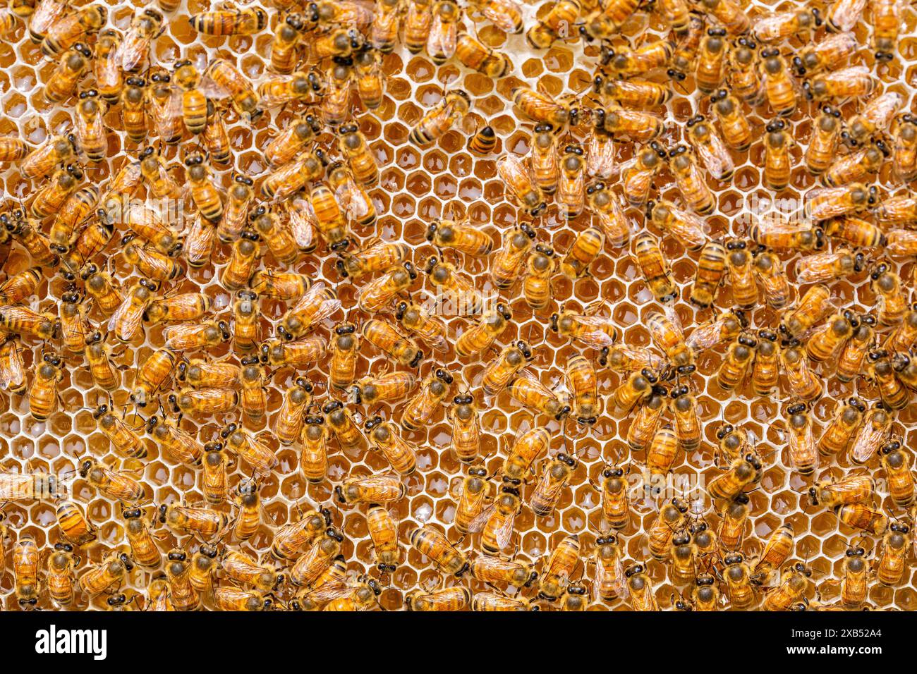 Honey bees on a hive at a honey farm in a mustard field in Shirajdikhan ...