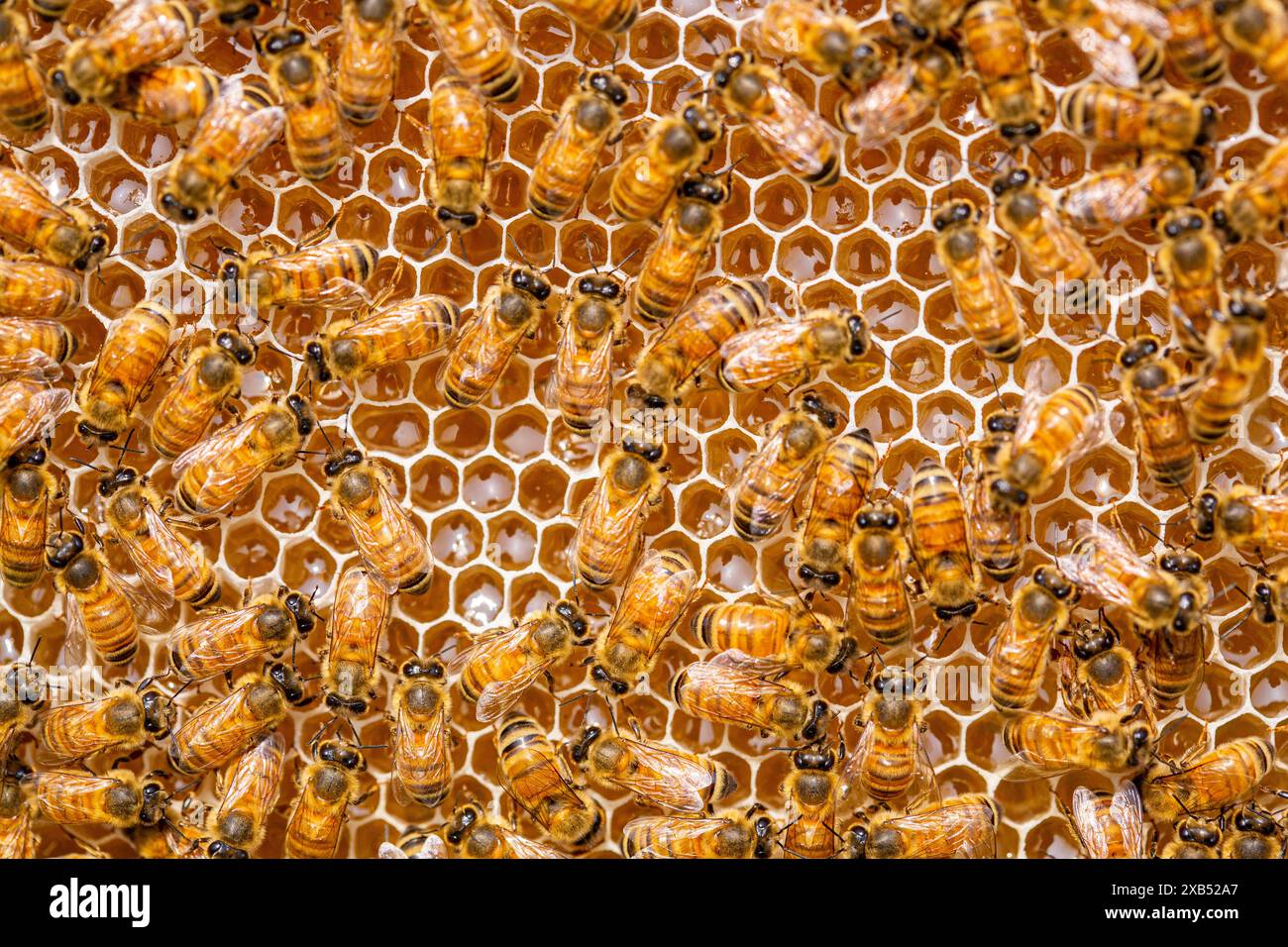 Honey bees on a hive at a honey farm in a mustard field in Shirajdikhan ...