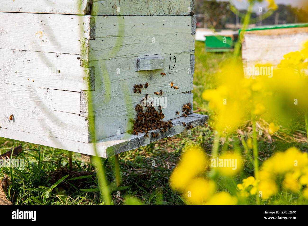 Honey bees flying in and out of commercial beekeeping hives in a ...