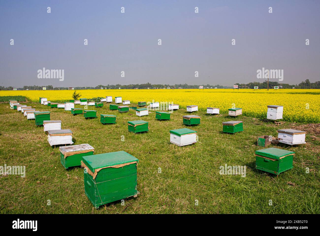 Wooden beehives in a mustard field at Shirajdikhan in Munshiganj ...