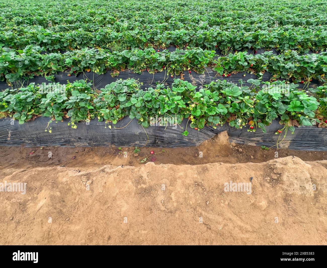 Strawberry picking in strawberry field on fruit farm. Fresh ripe ...