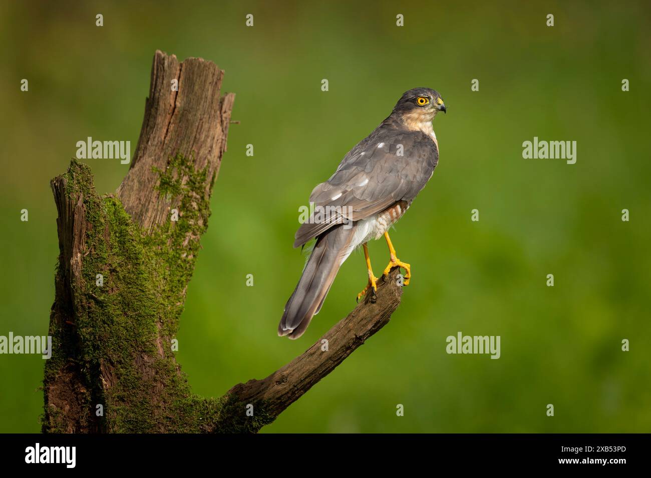 British sparrowhawk hi-res stock photography and images - Alamy