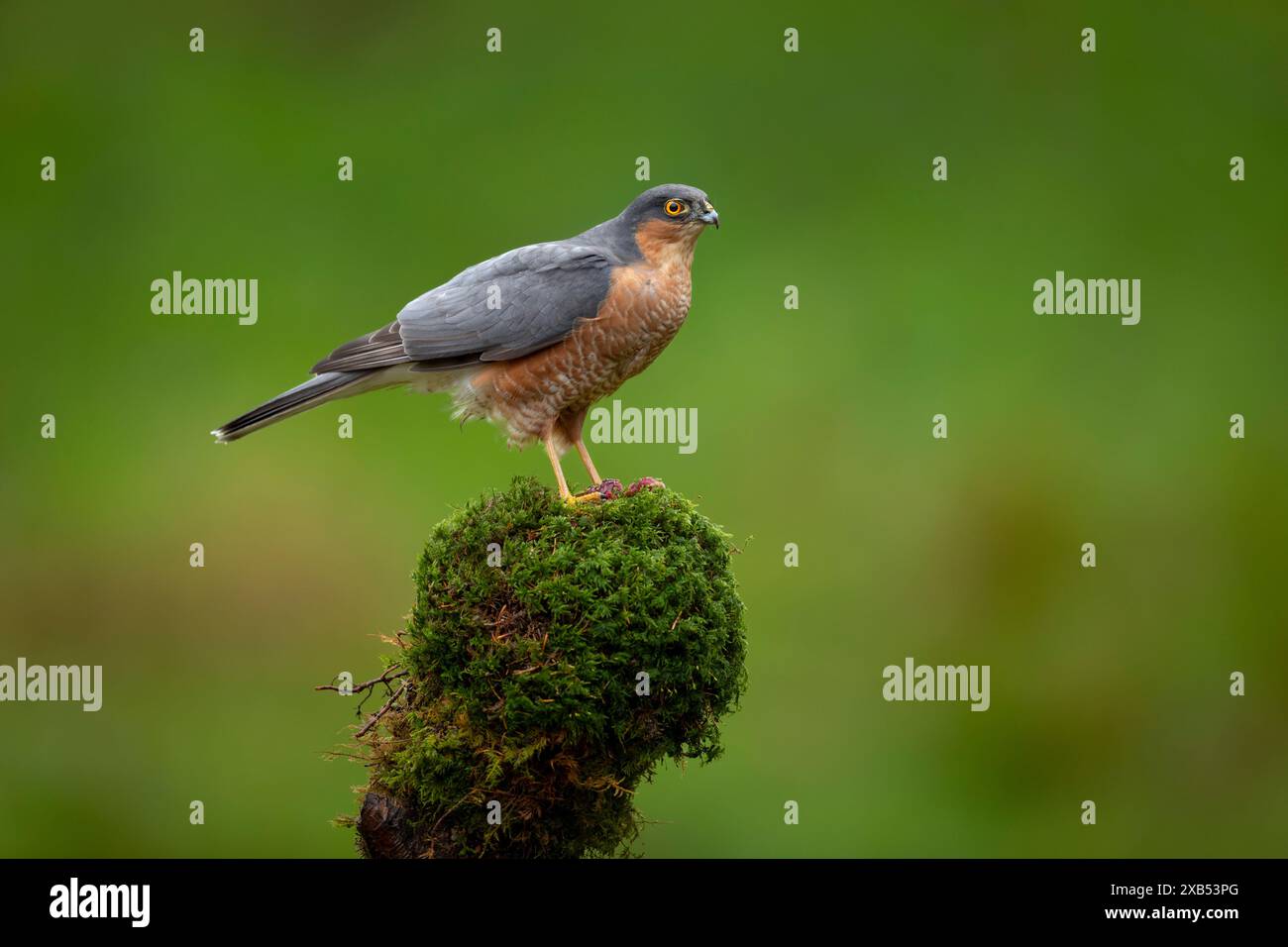 Male and female sparrowhawk hi-res stock photography and images - Alamy