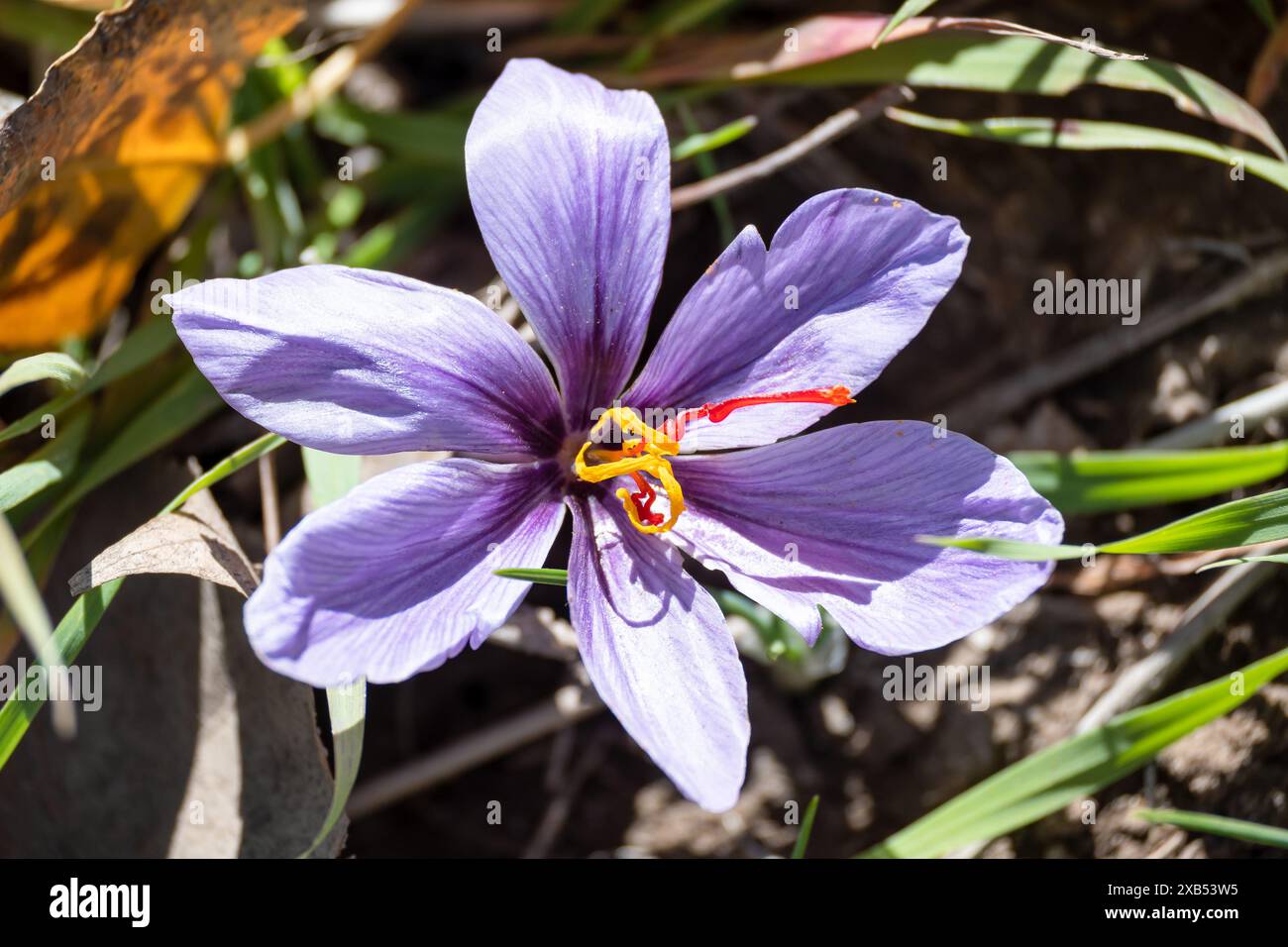Fairy crocus hi-res stock photography and images - Alamy
