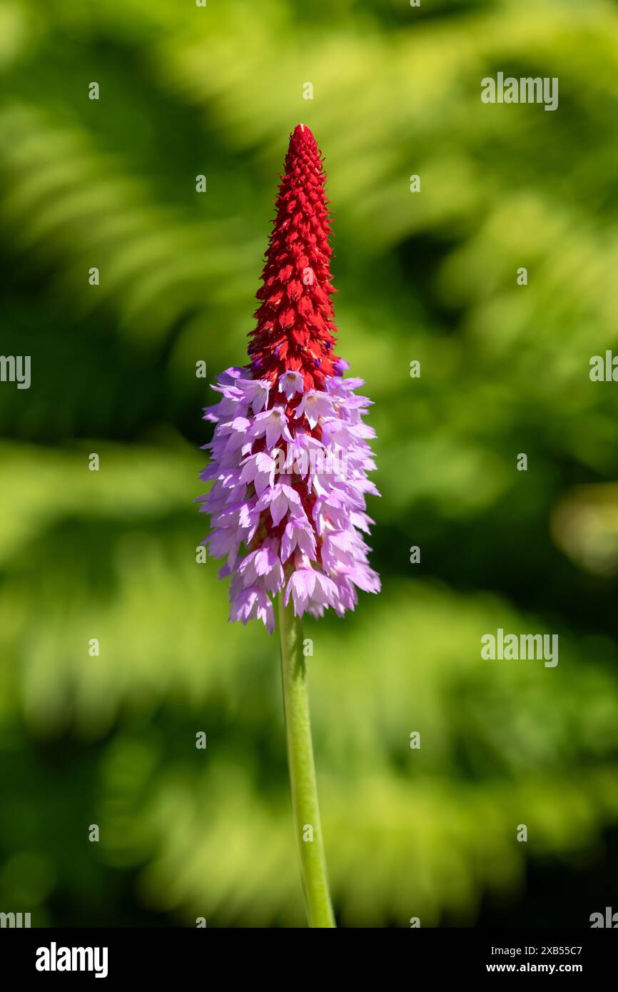 Primula vialli so hi-res stock photography and images - Alamy