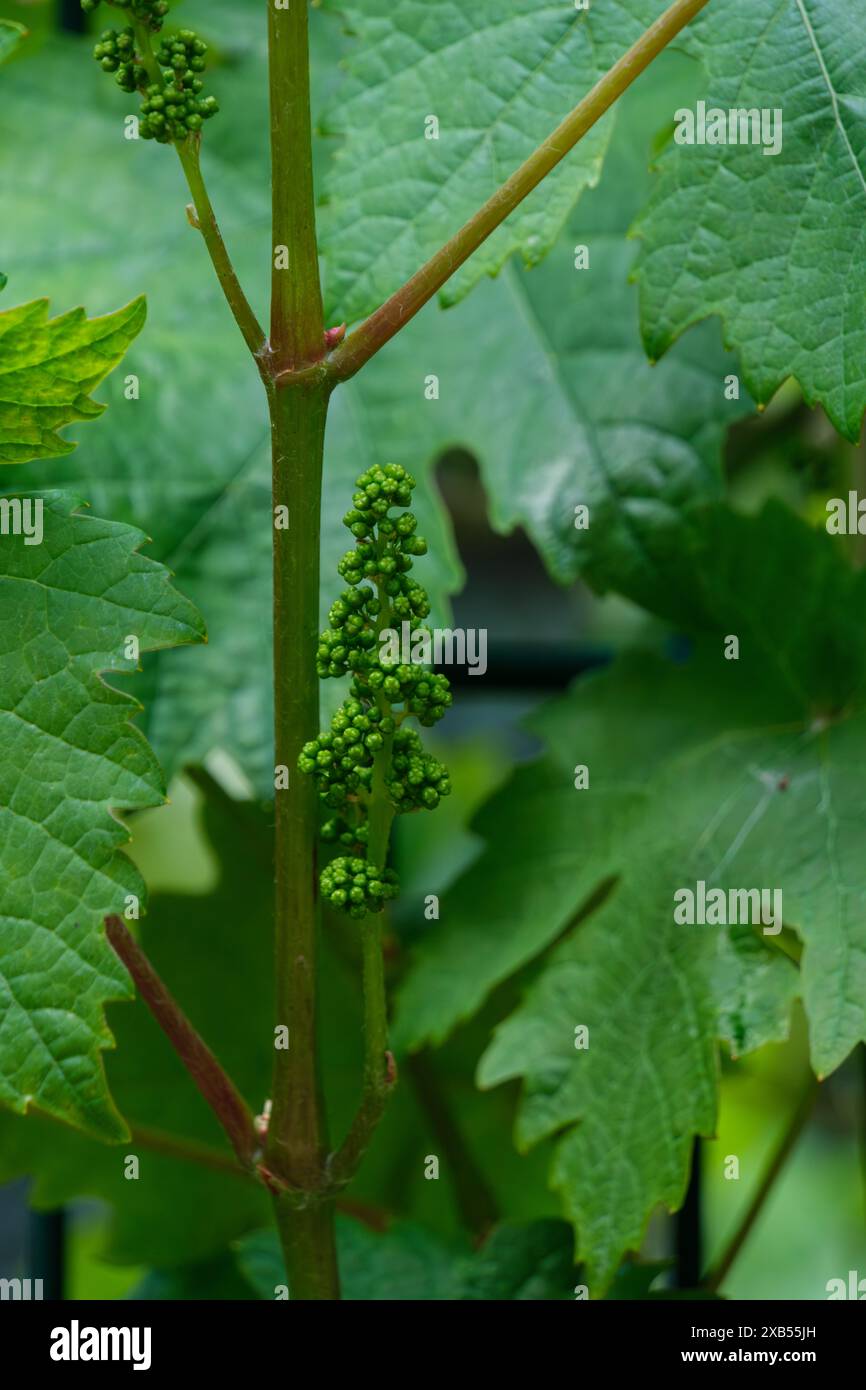 fresh grape shoots growing on a vine Stock Photo - Alamy