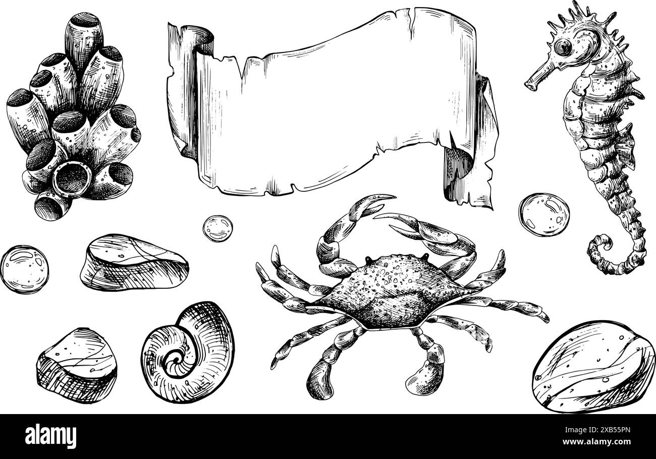 Seahorse, crab, shells, starfish, fish, bubbles, pebbles and other sea ...