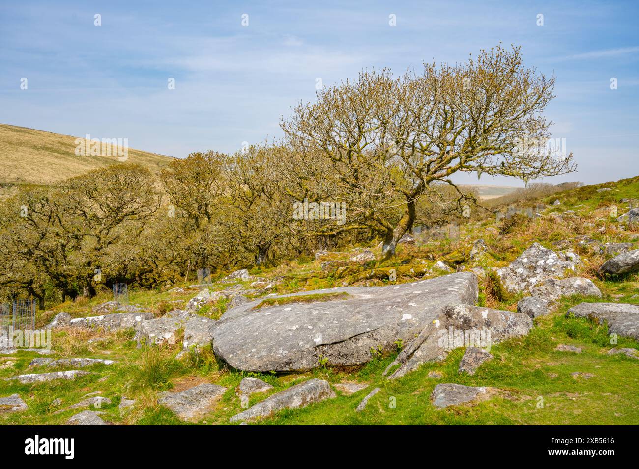 Oak trees at Wistman's Wood near Two Bridges Dartmoor Devon Stock Photo ...