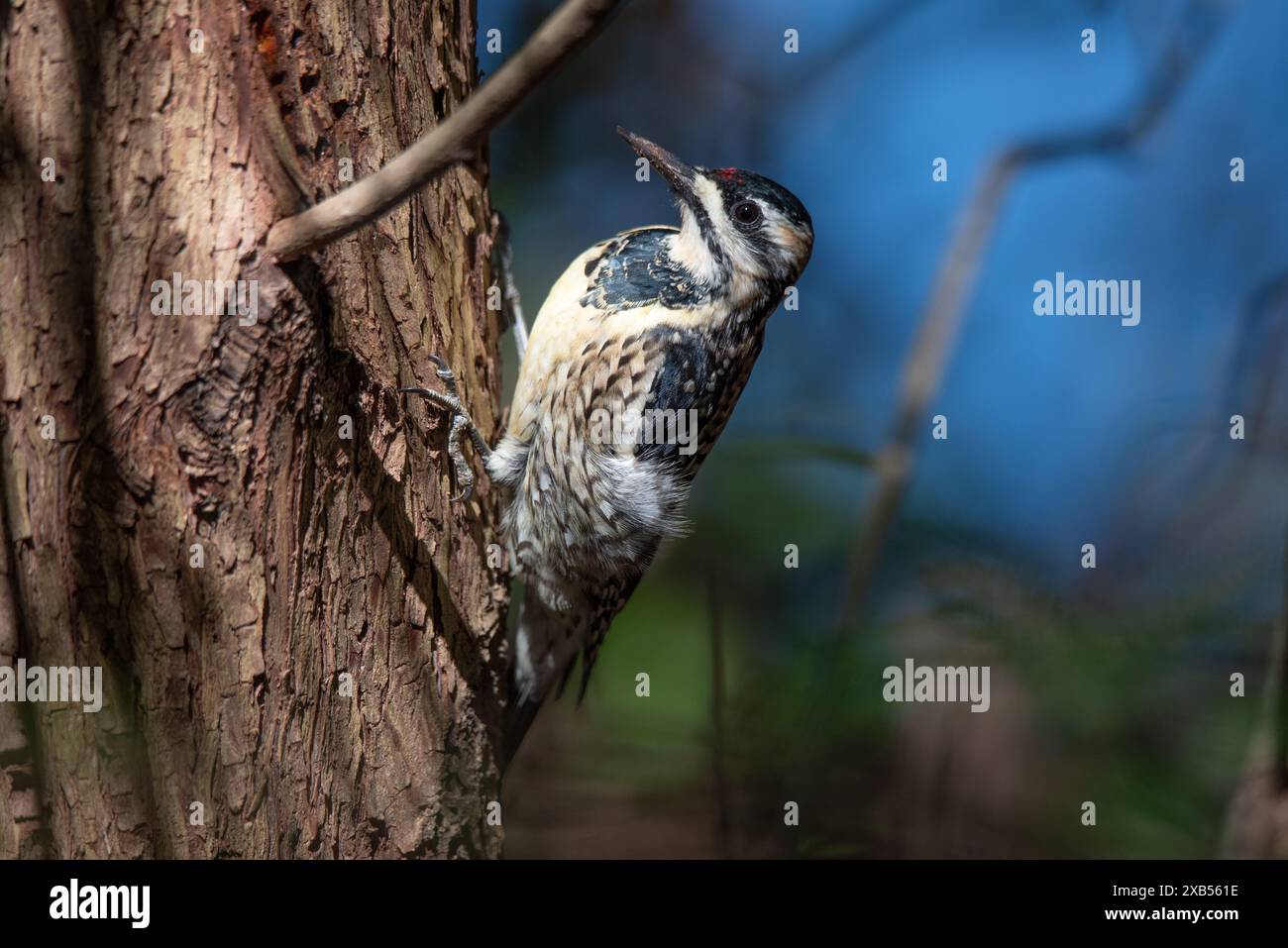 Yellow bellied sapsucker plumage hi-res stock photography and images ...