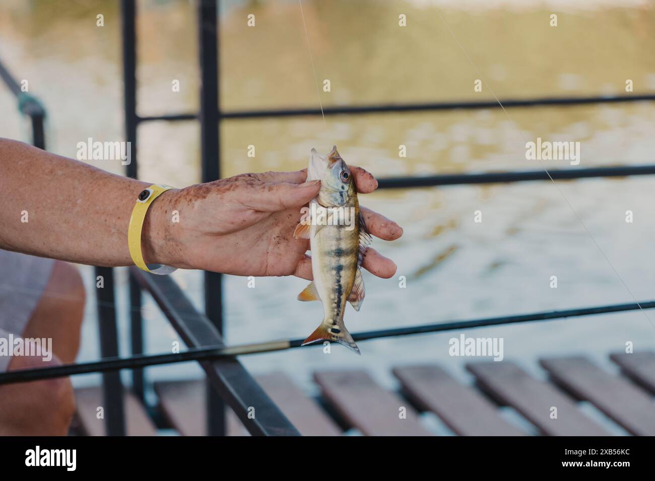 Hands holding fish hi-res stock photography and images - Alamy
