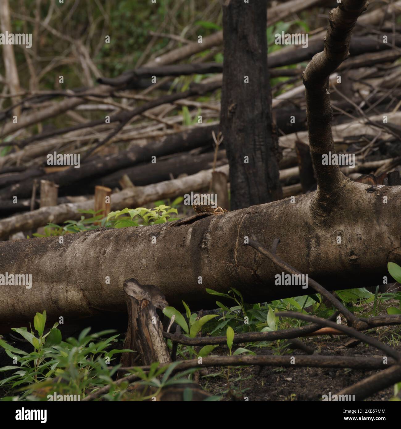 Cayenne Nightjar on a tree in the rainforest of South America Stock ...