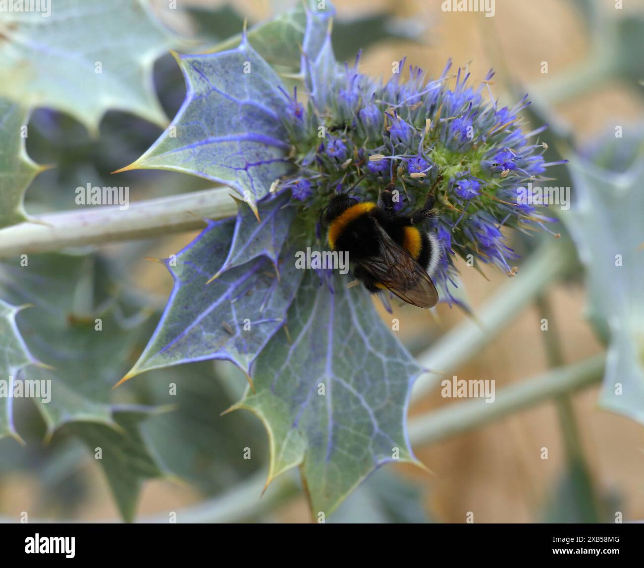 A bumble bee - bombus terrestris feeds on a Sea holly flower - Eryngium ...