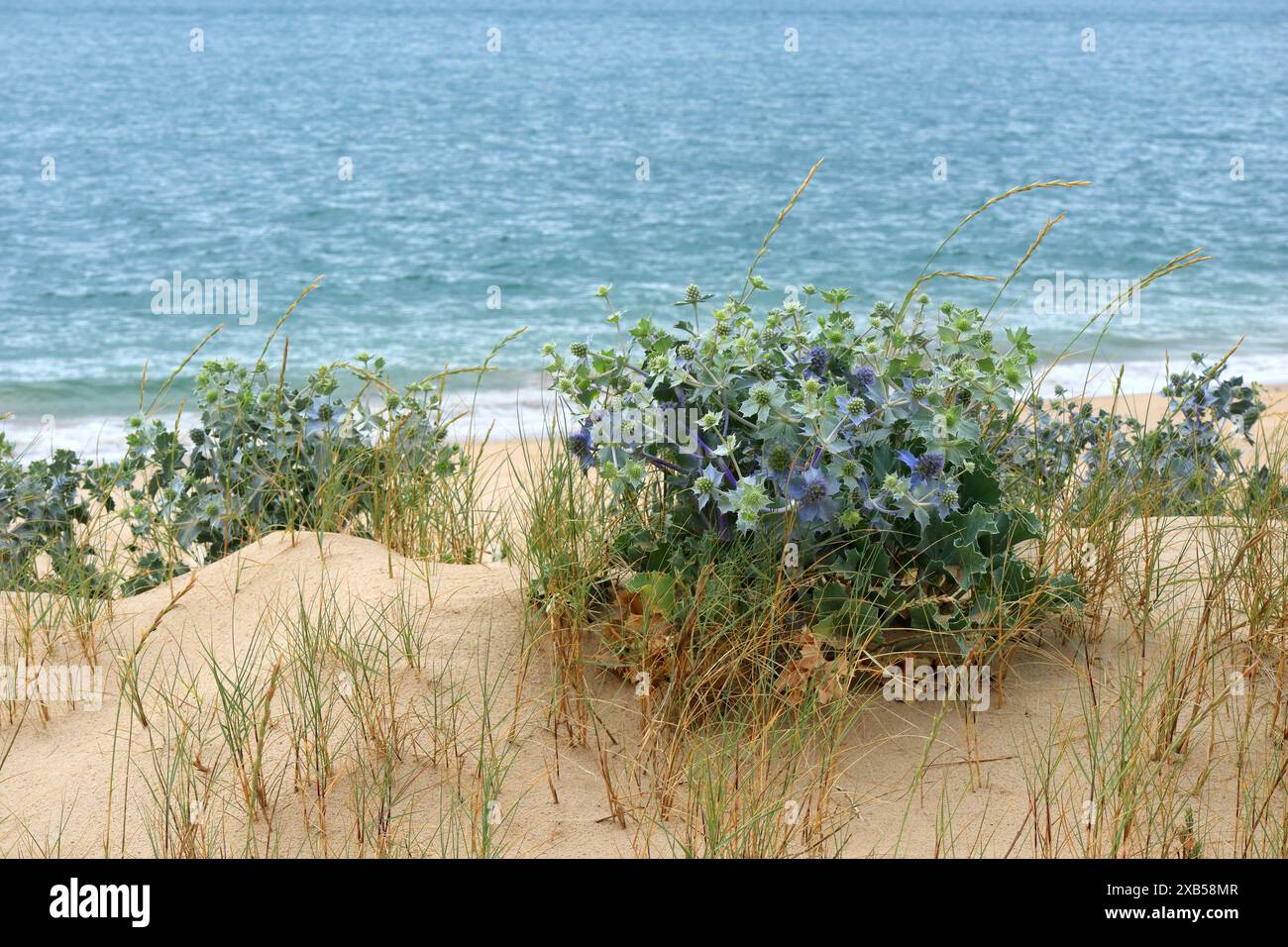 Sea holly - Eryngium maritimum, also known as sea eryngo, or sea ...