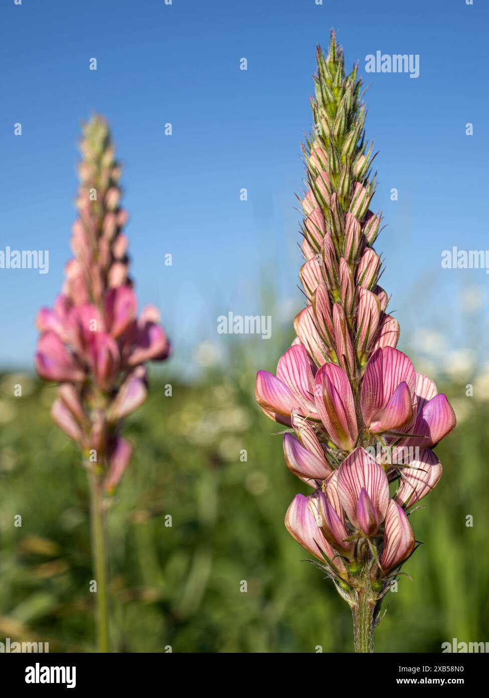 Sainfoin, Onobrychis viciifolia; flower head close up Norfolk June ...