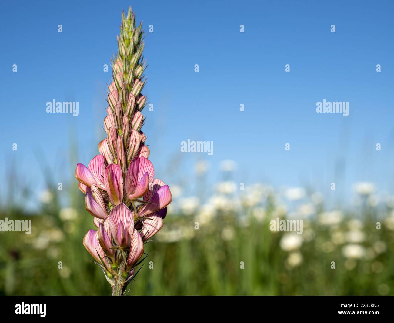 Sainfoin, Onobrychis viciifolia; flower head close up Norfolk June ...