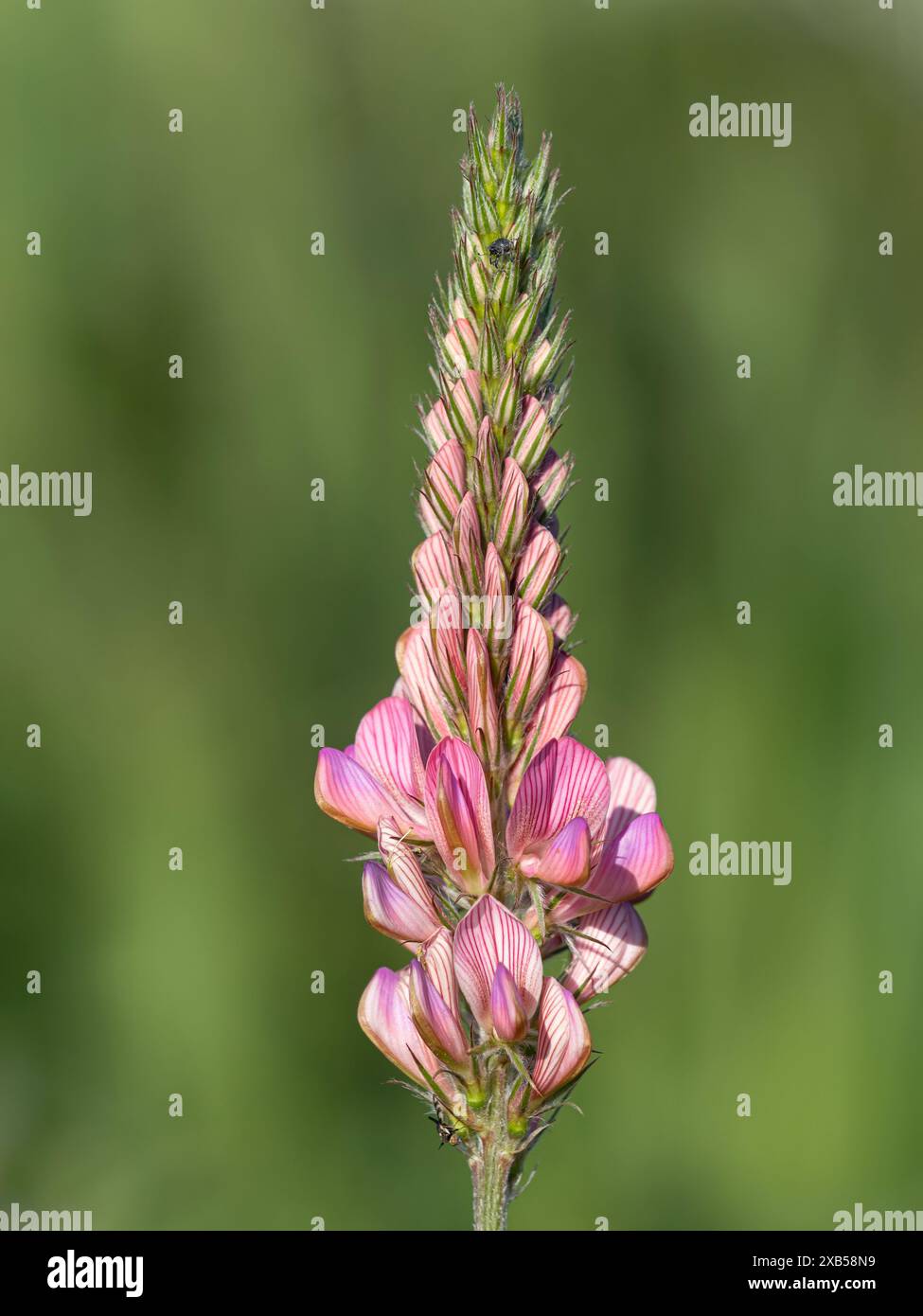 Sainfoin, Onobrychis viciifolia; flower head close up Norfolk June ...