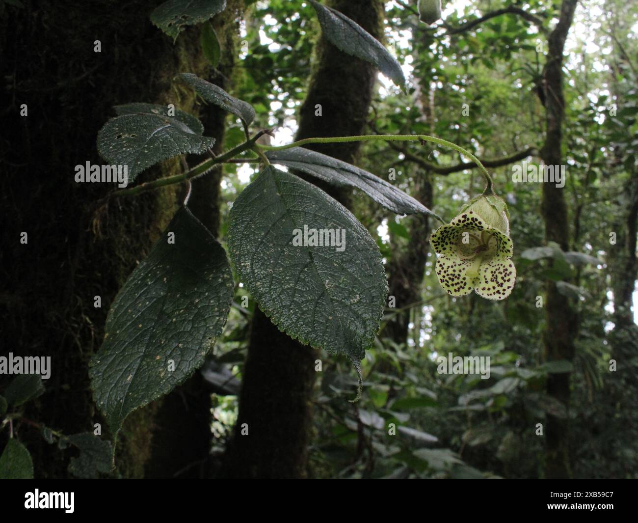 Kohleria tigridia (Gesneriaceae) from the cloud forests of Costa Rica ...