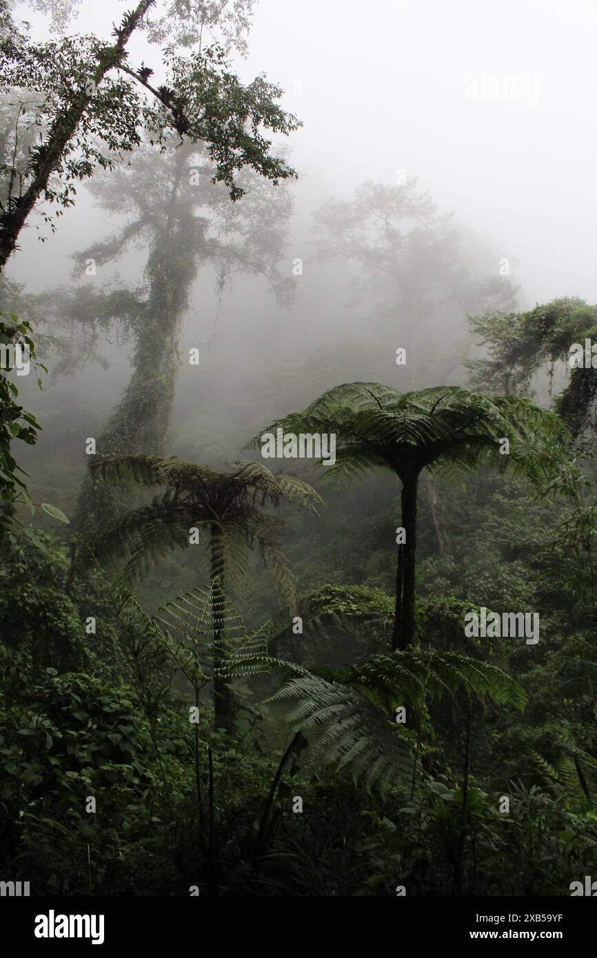 Cloud forest ferns hi-res stock photography and images - Alamy