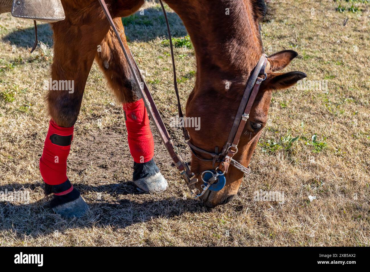 Brown racehorse eating herbs Stock Photo - Alamy