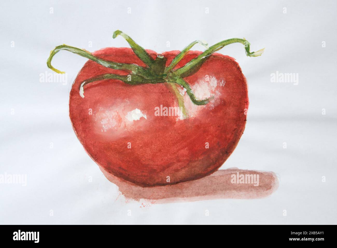 Watercolor. Illustration of red fresh tomato. White background Stock Photo - Alamy