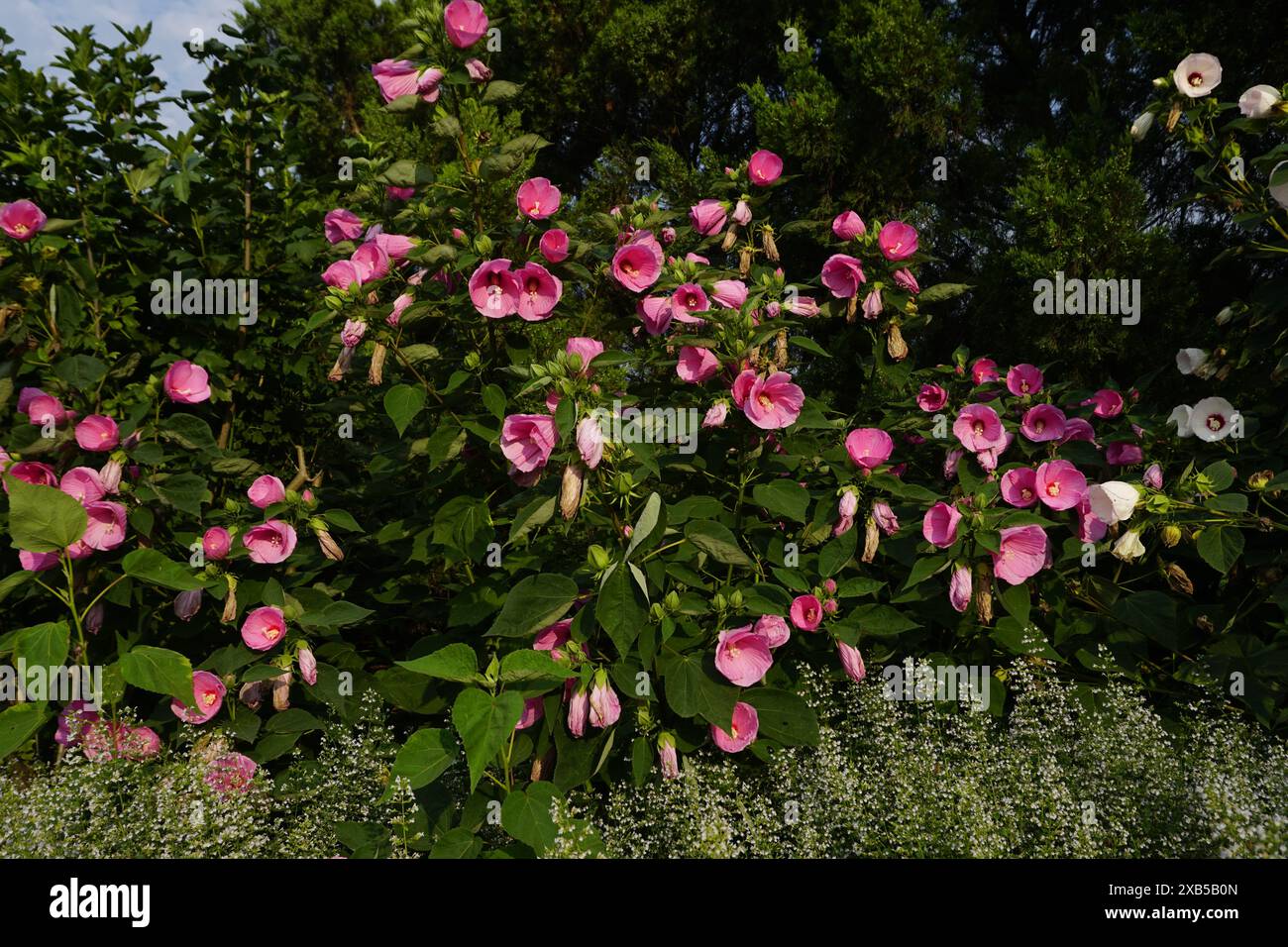 Northbrook gardens hi-res stock photography and images - Alamy