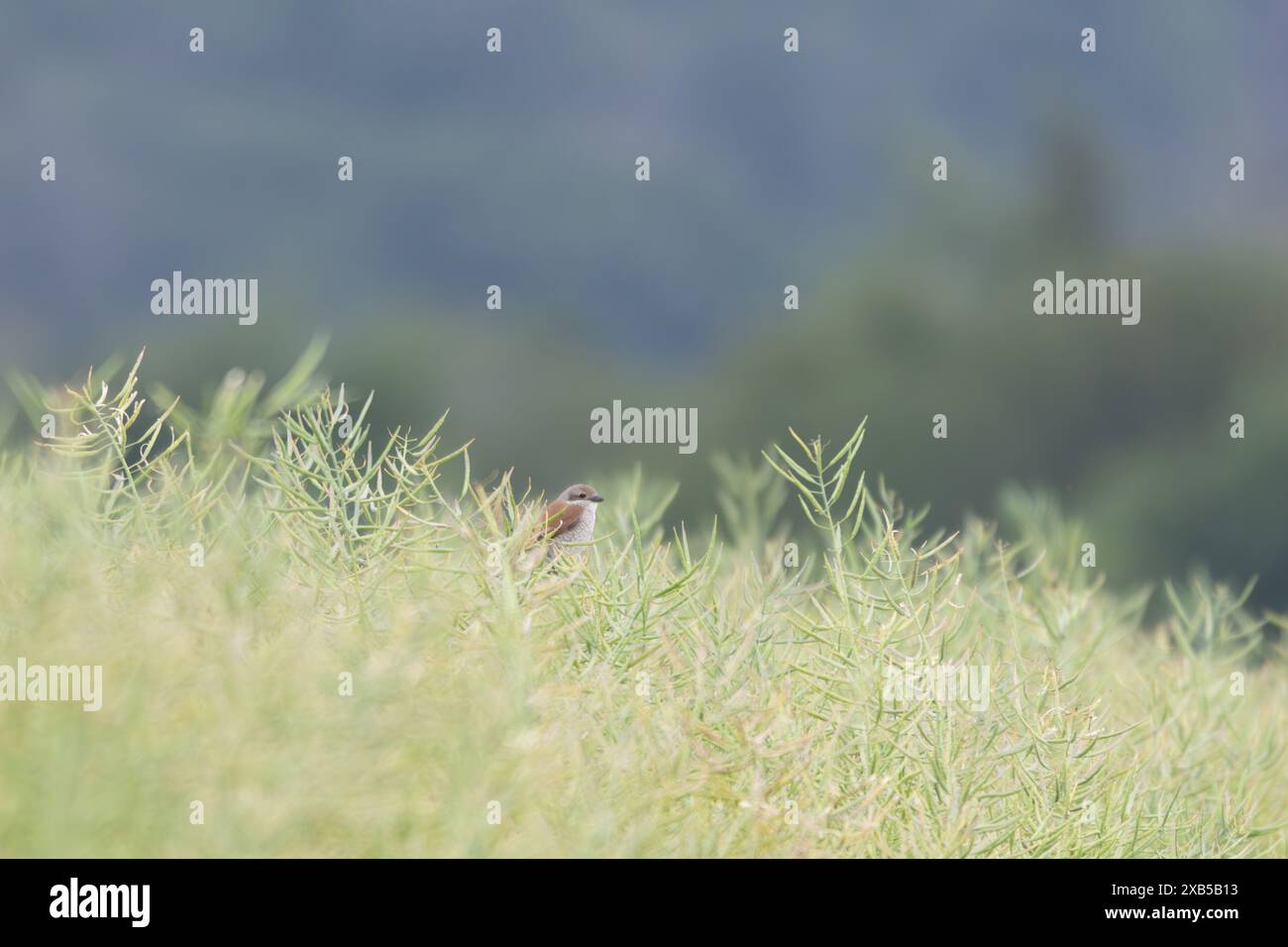 Ninth slatter hi-res stock photography and images - Alamy