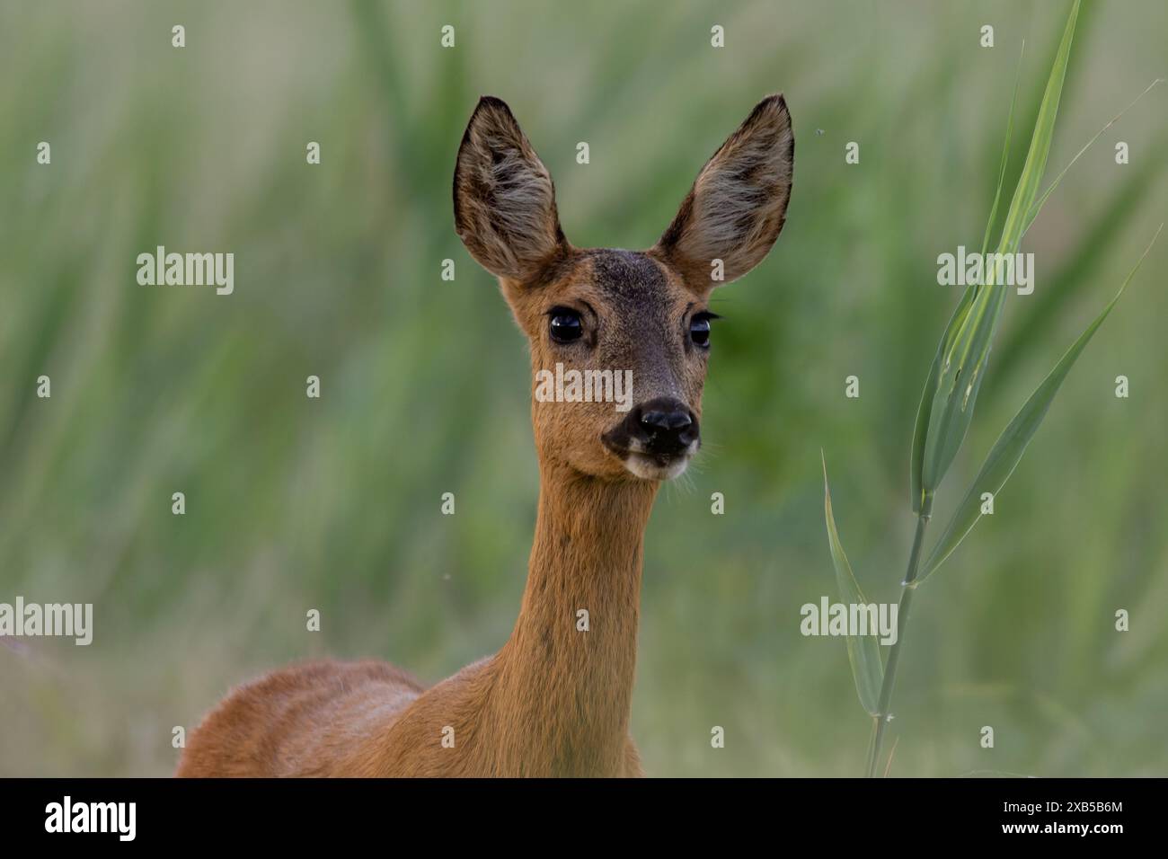 Portrait of a young female deer Stock Photo - Alamy