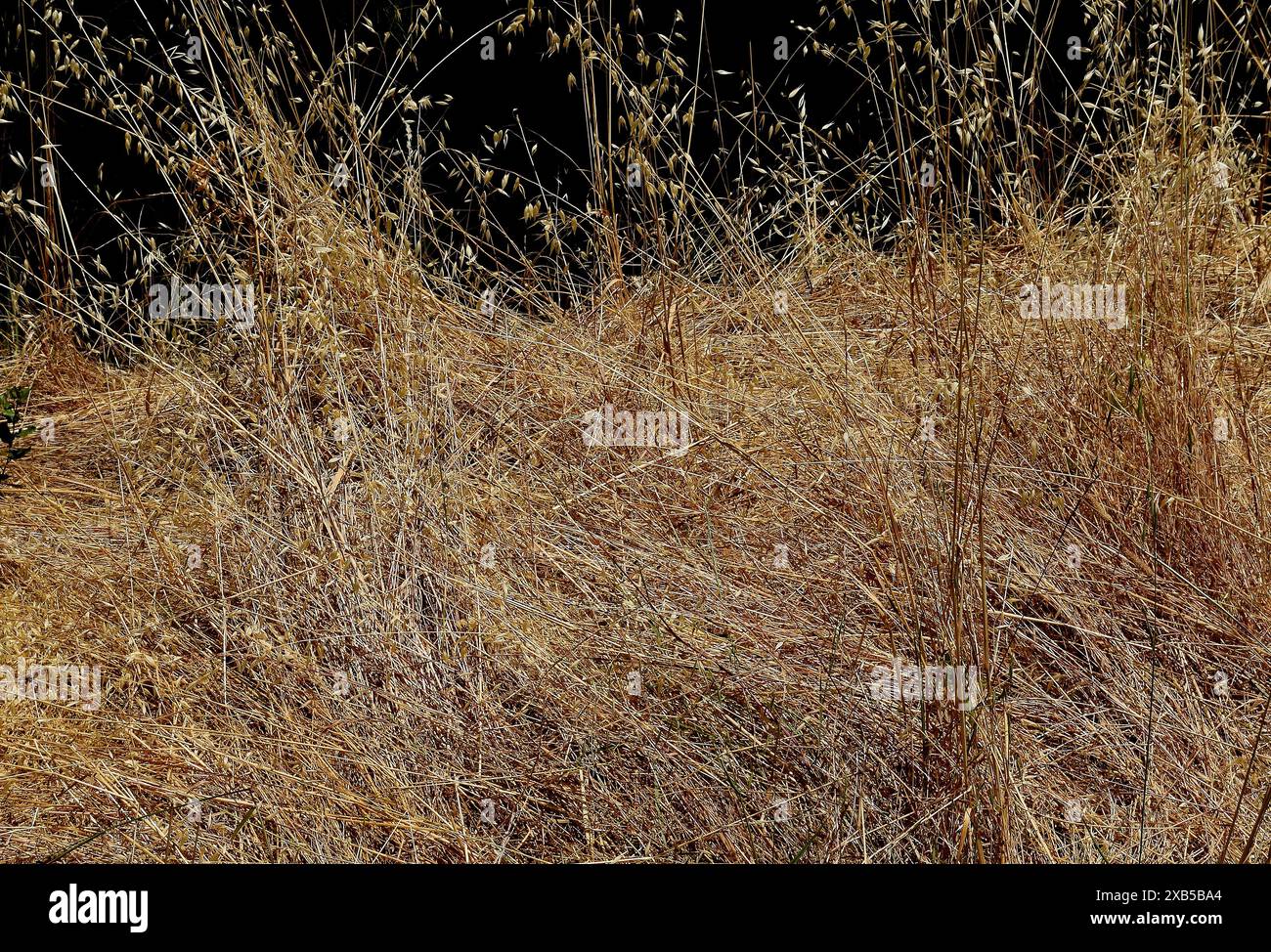 drying vegetation in June. California Stock Photo - Alamy