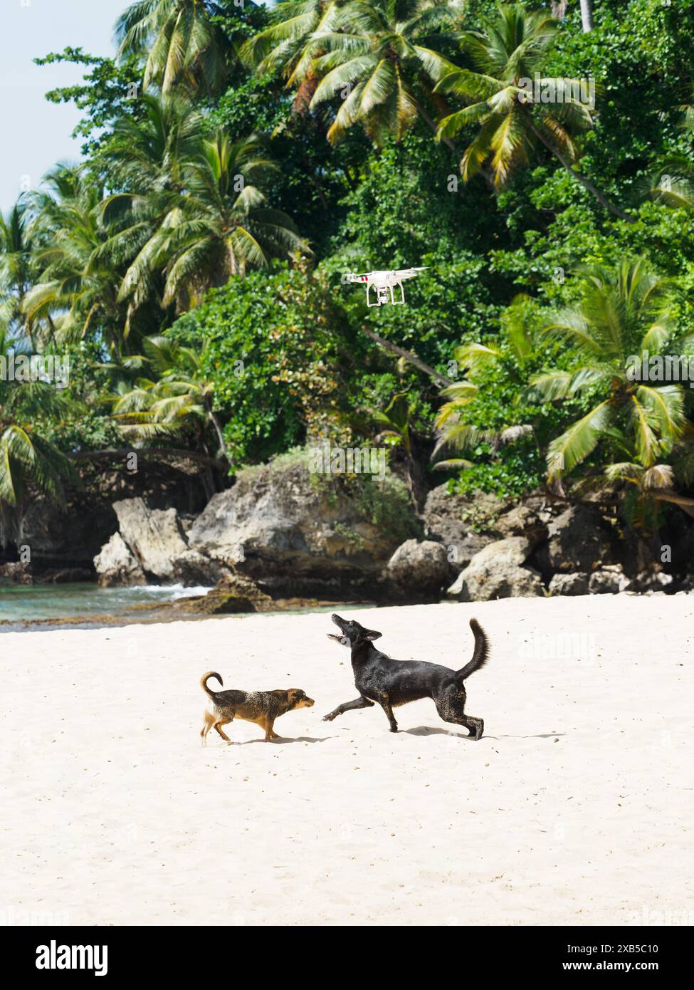 Dogs jumping flying drone dog hi-res stock photography and images - Alamy