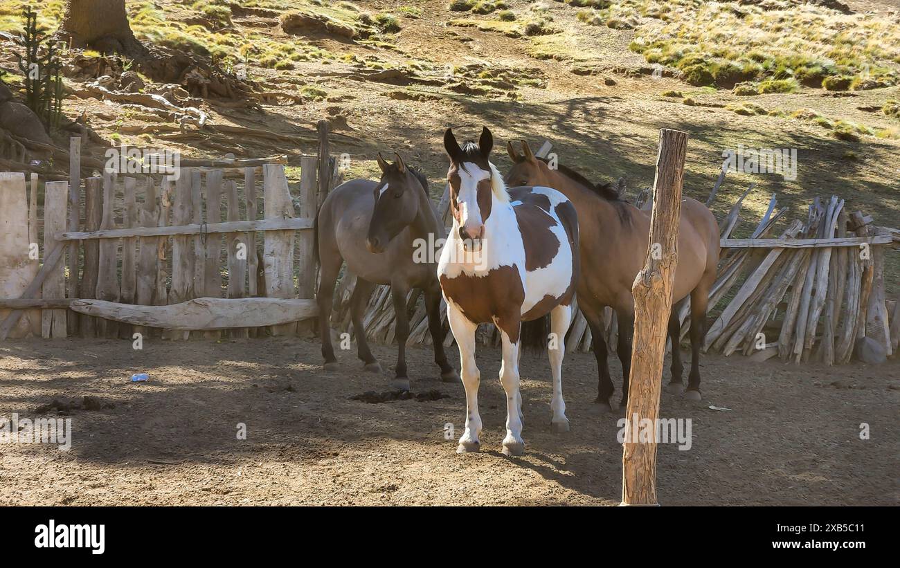 Horses in rustic wooden corral in Patagonia Argentina Stock Photo - Alamy