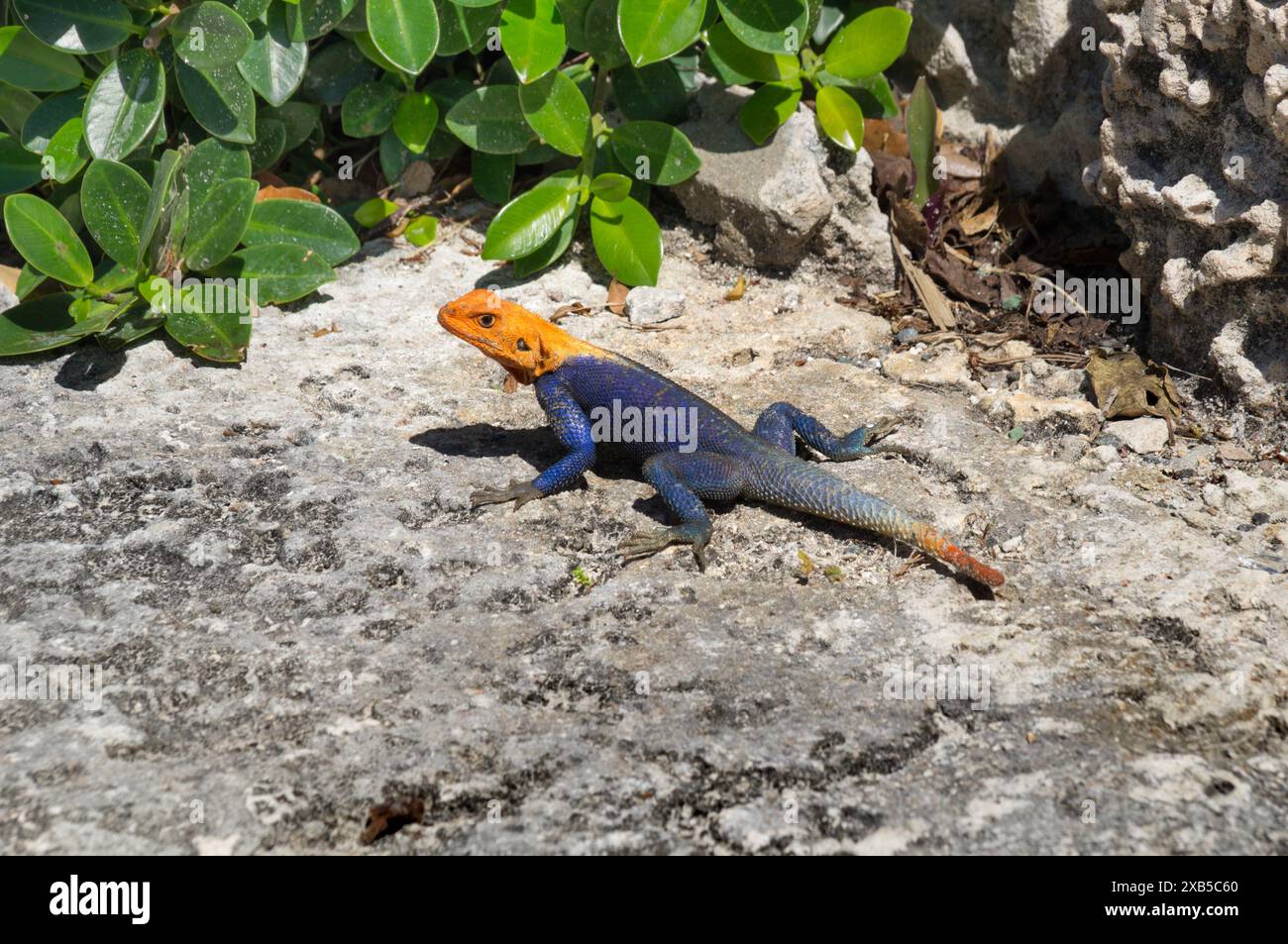Male Peter's Rock Agama, also known as the Red Headed Agama lizard seen ...