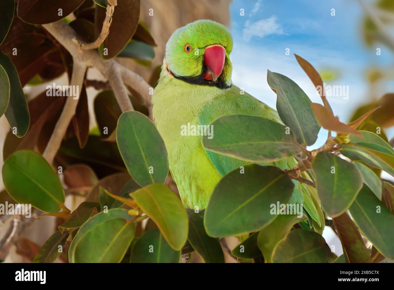 Beautiful Parakeet bird, male Red-breasted Parakeet (Psittacula ...