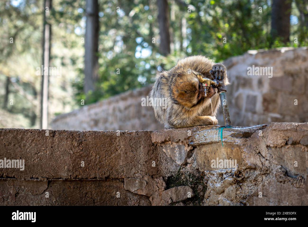 Monkey Drinking Water in Cedar Forest of Ifrane, Morocco Stock Photo ...