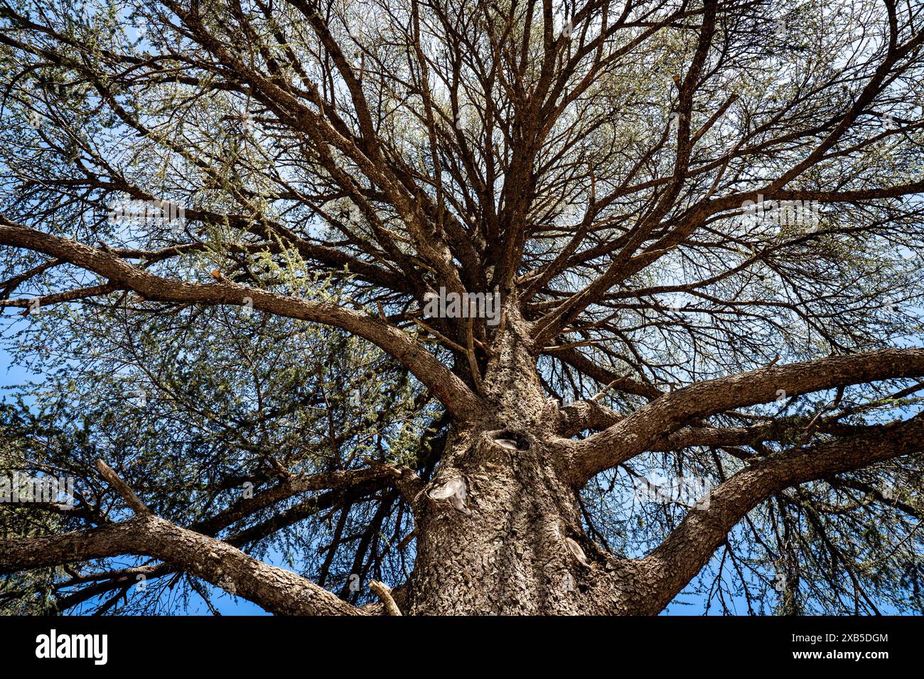 Nadir view hi-res stock photography and images - Alamy