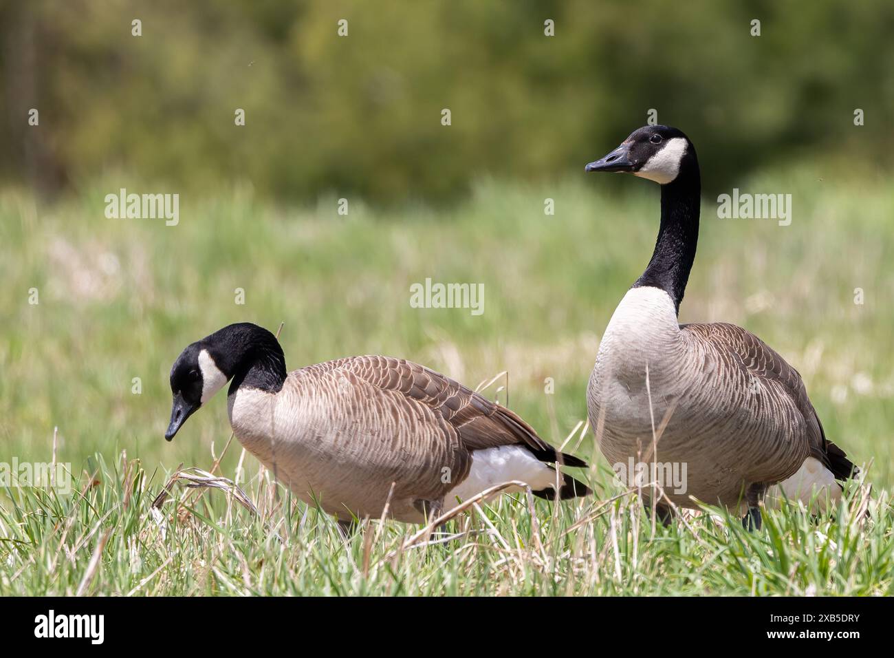Grazing geese hi-res stock photography and images - Alamy