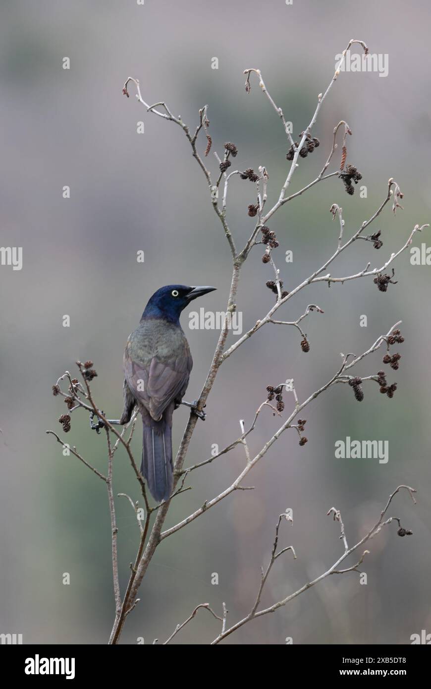 Common Grackle straddling branches of a shrub in spring rain Stock ...