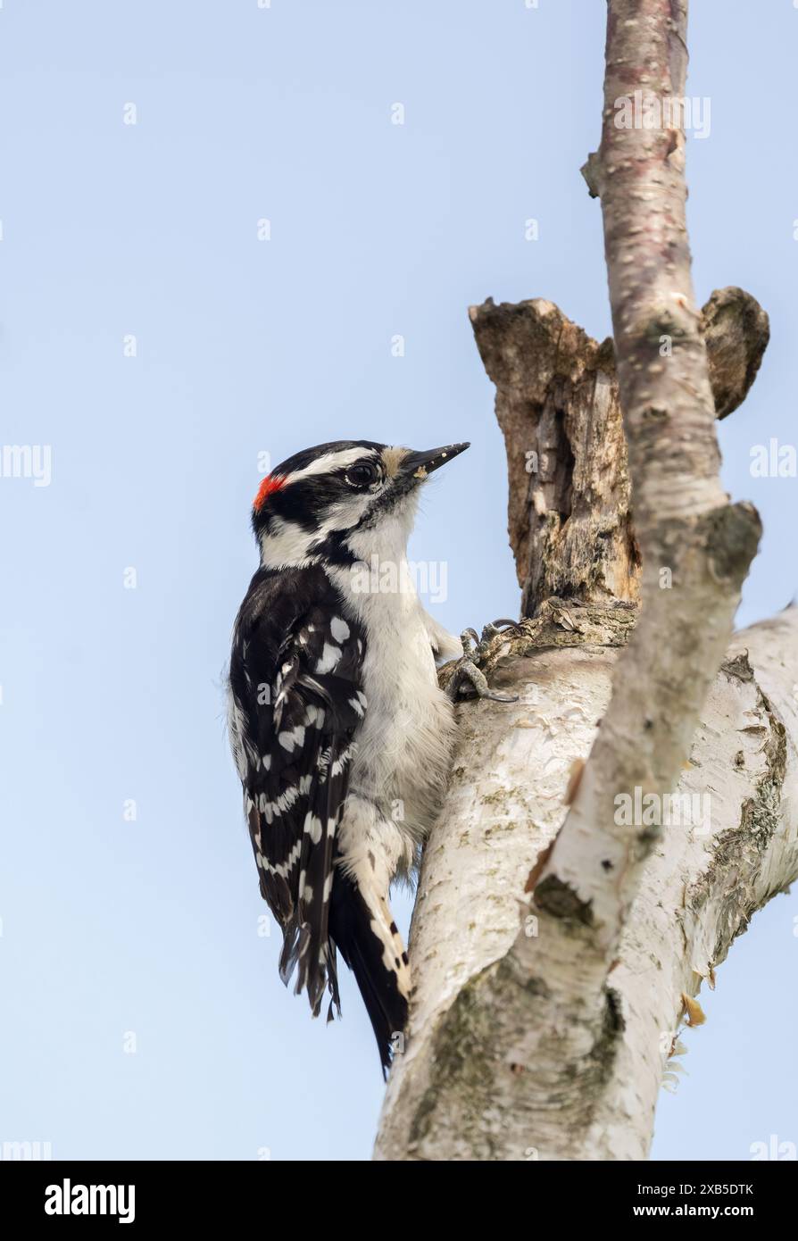 Male Downy Woodpecker on the side of a dead birch tree with blue sky ...