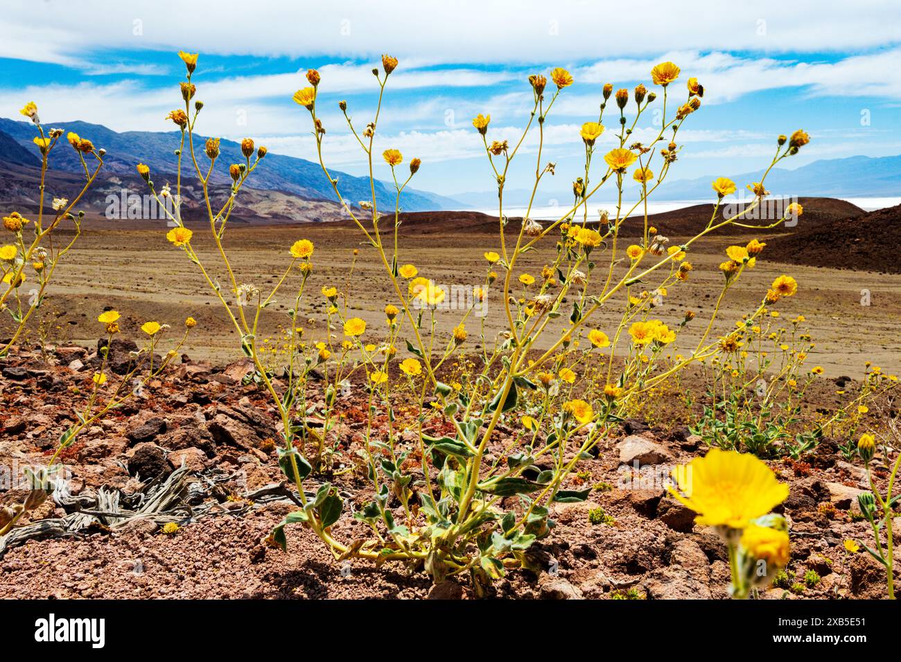 Yellow Desert Gold wildflowers near Artists Palette; Death Valley ...