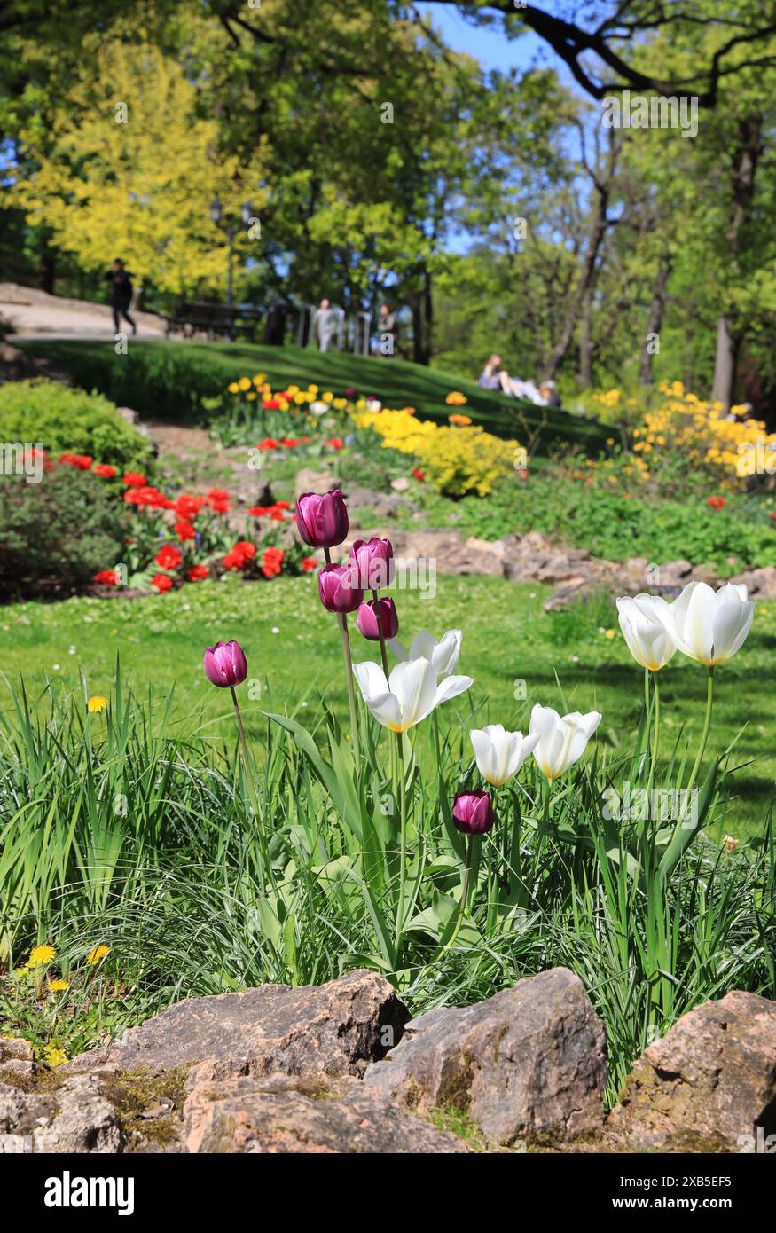 Spring flowers in Bastejkalns park in eastern Riga, by the old town, in ...
