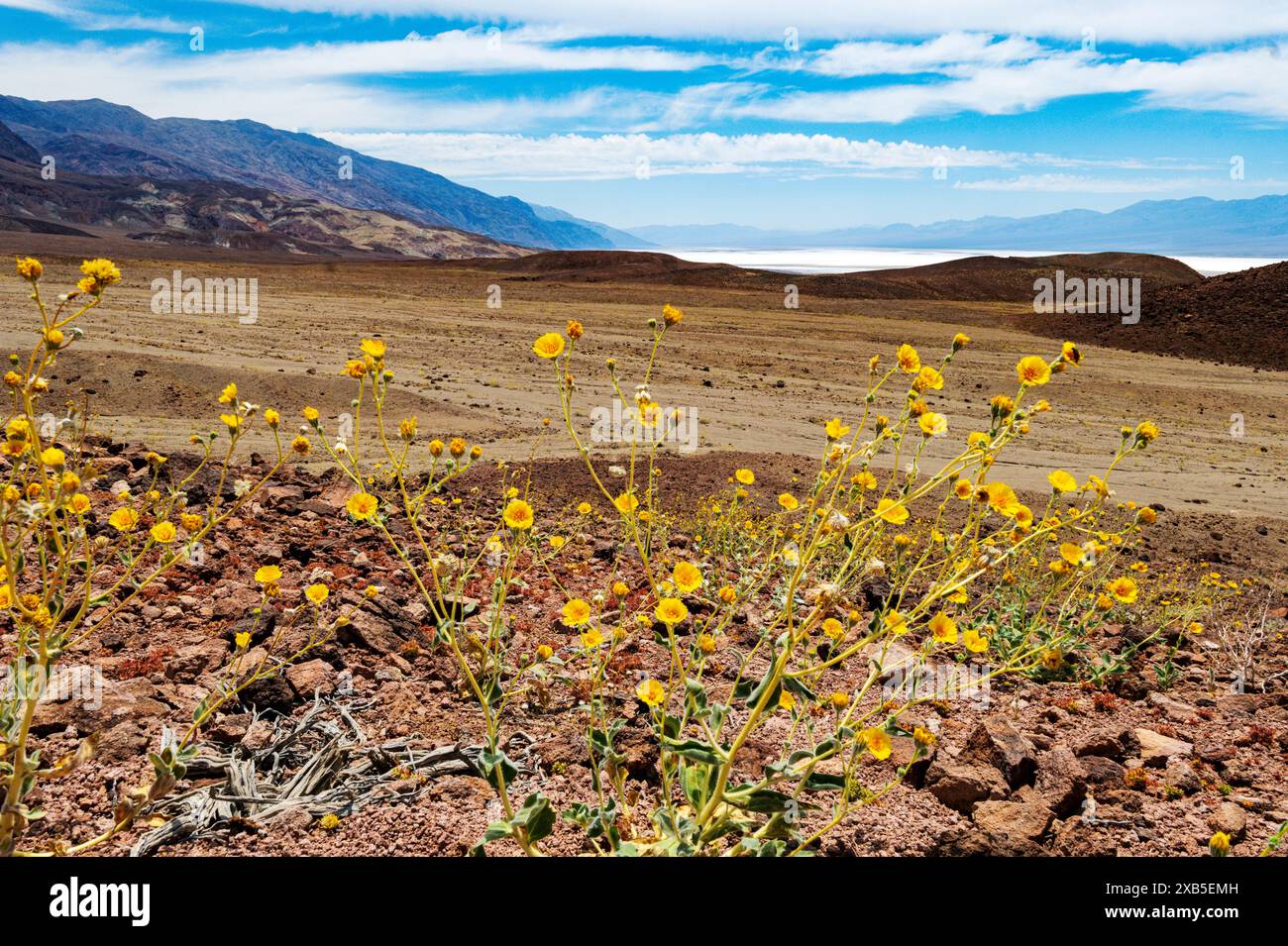 Yellow Desert Gold wildflowers near Artists Palette; Death Valley ...