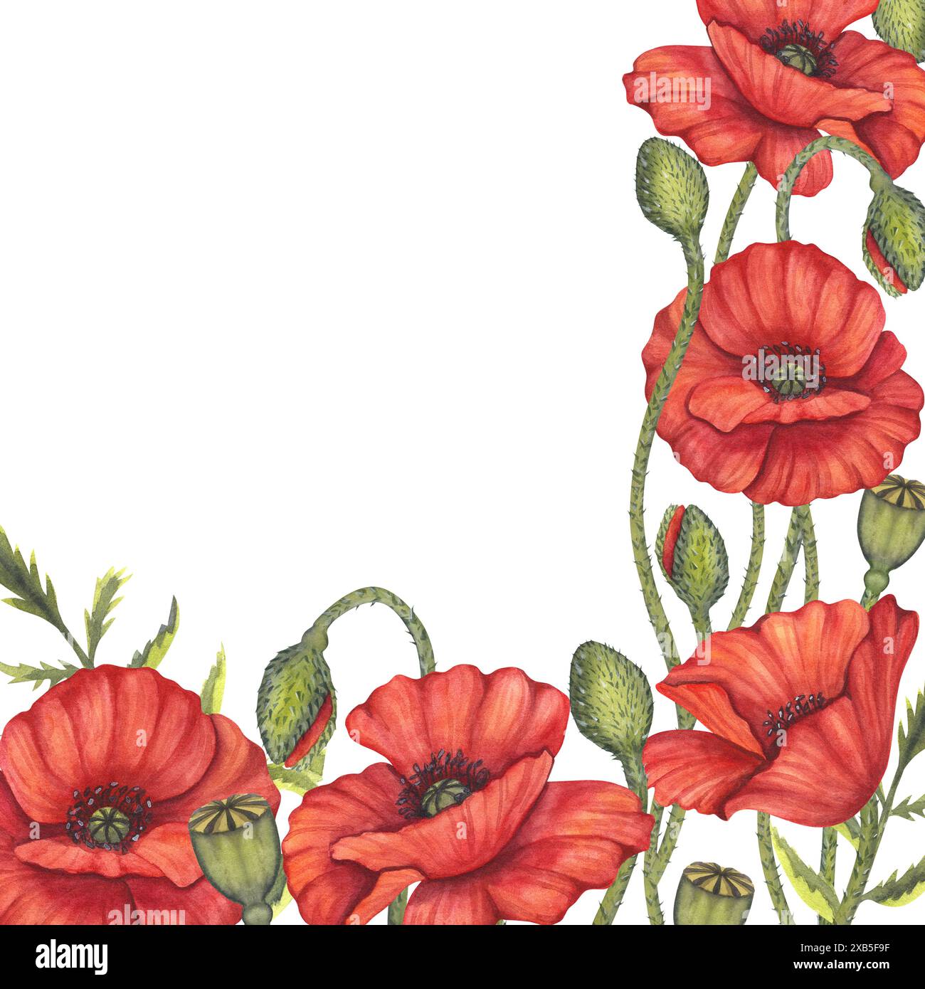 Red poppy flowers corner frame. Memorial Day, Anzac in Australia ...