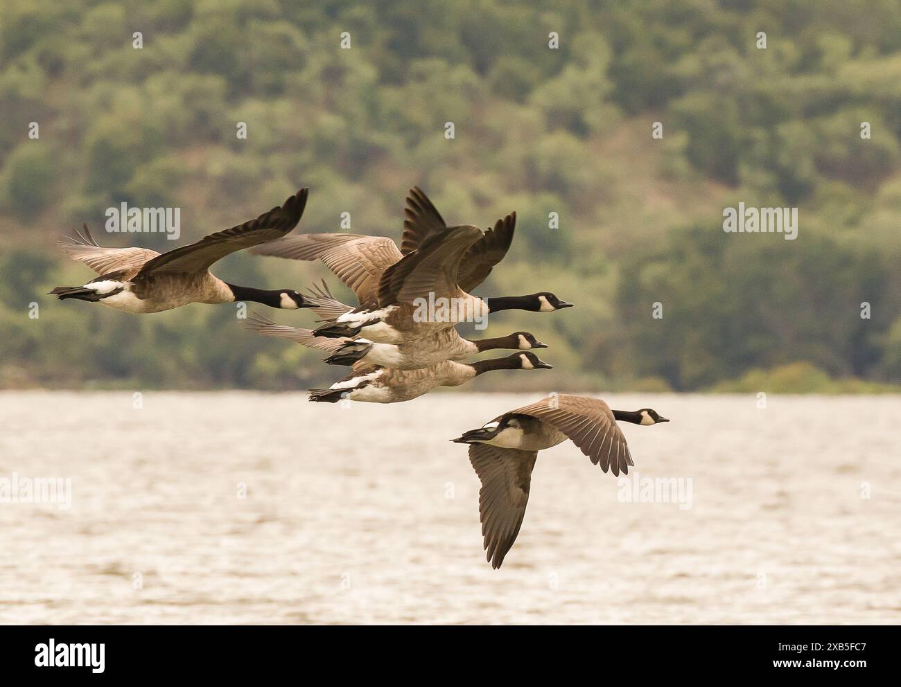 Canadian geese in flight over a lake migrating Stock Photo - Alamy