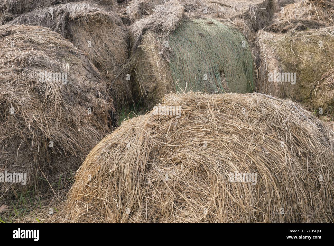 Selective agriculture hi-res stock photography and images - Alamy